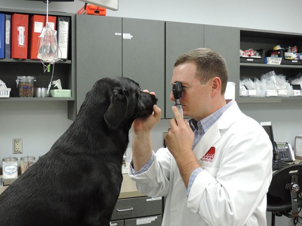 Tour - Vet in Athens | Town & Country Animal Hospital